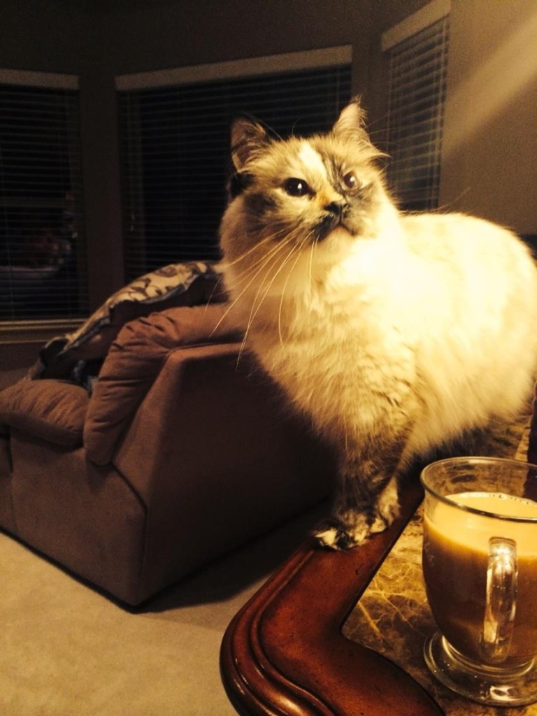 The glamorous life of a House Cat. I’m in hell, but I love it! – House ...